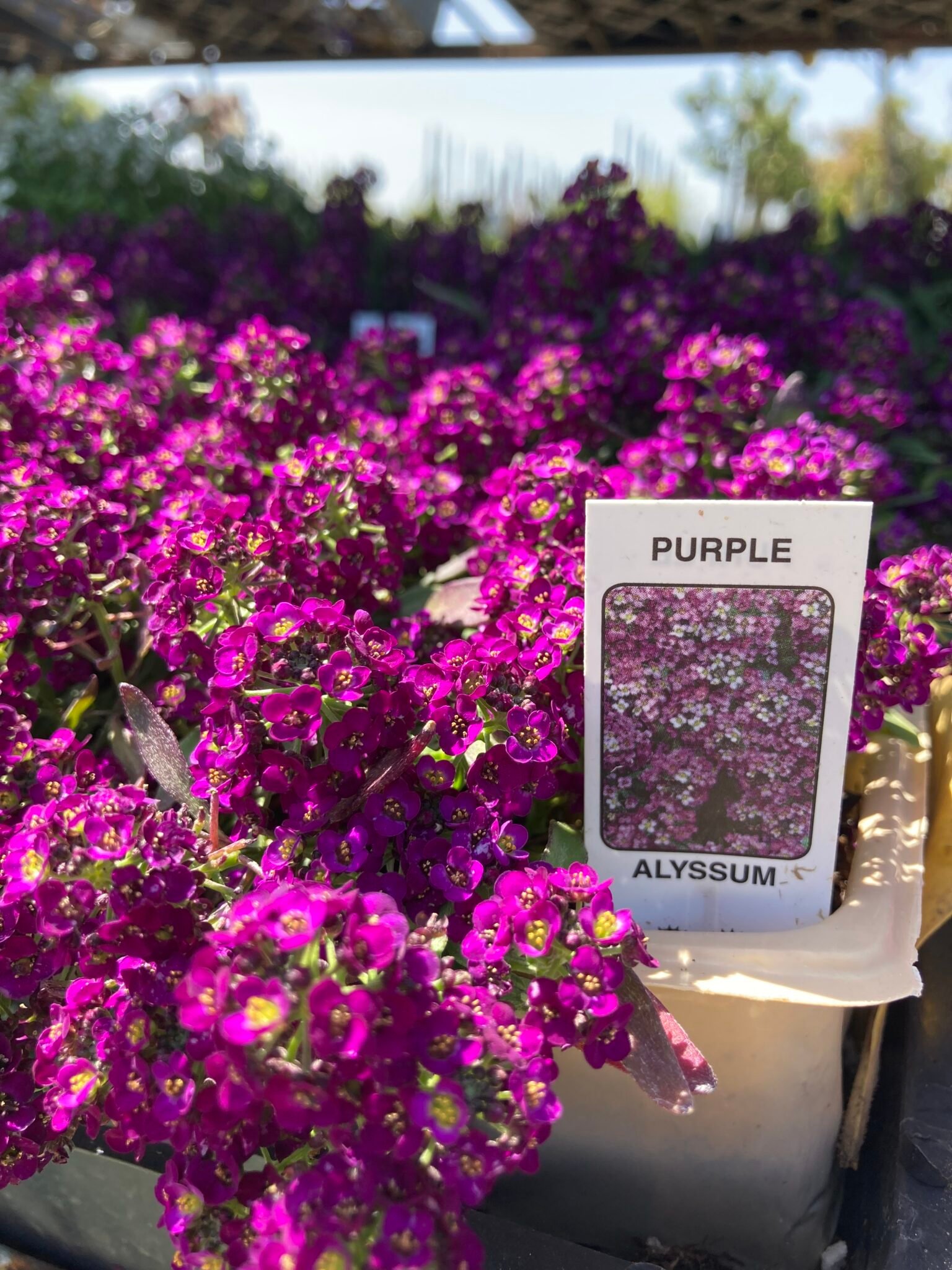 Alyssum – Purple 5-26-22 | Elegant Gardens Nursery Moorpark, CA.