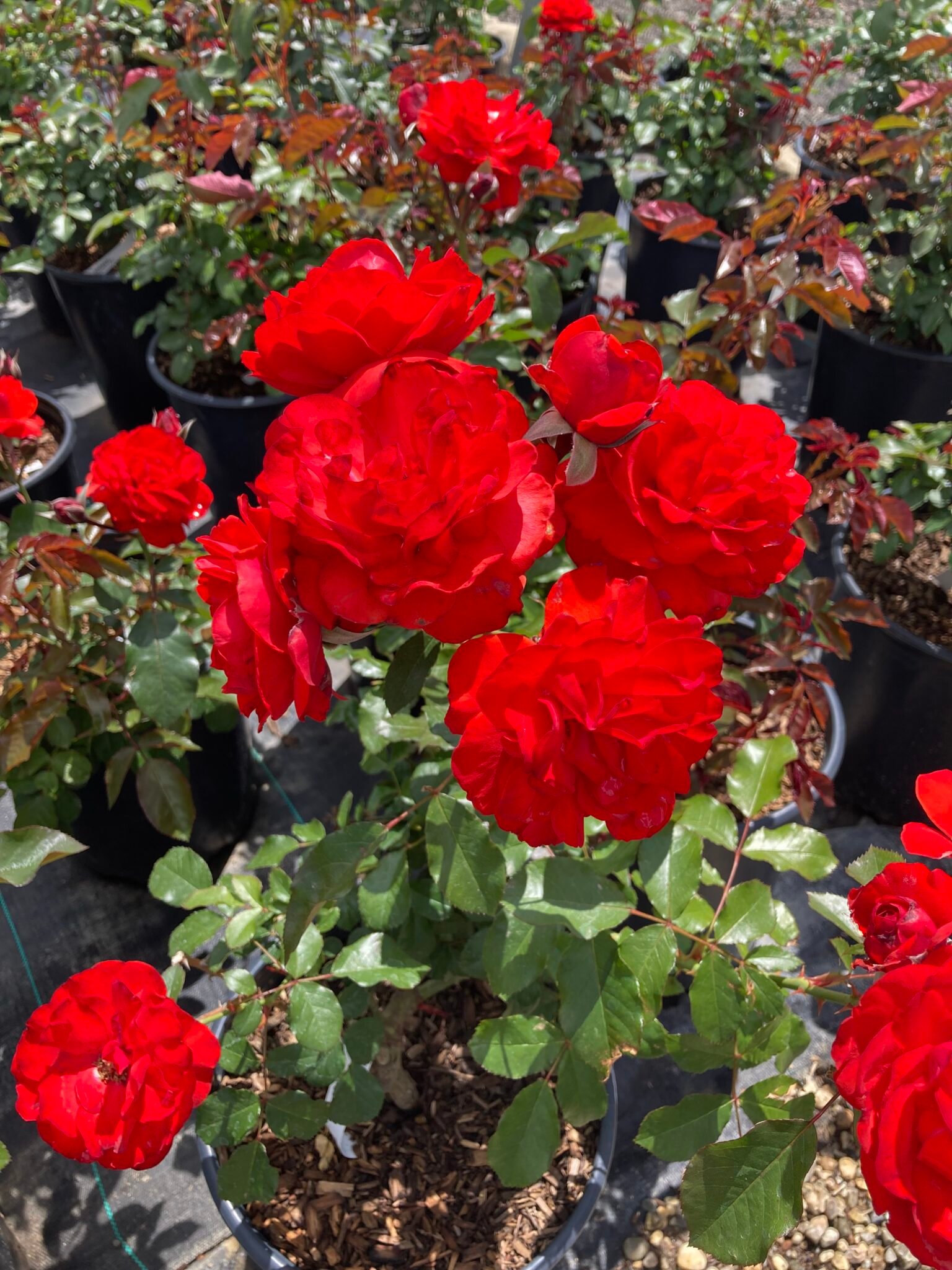 Rose Cluster 4-22-22 | Elegant Gardens Nursery Moorpark, CA.