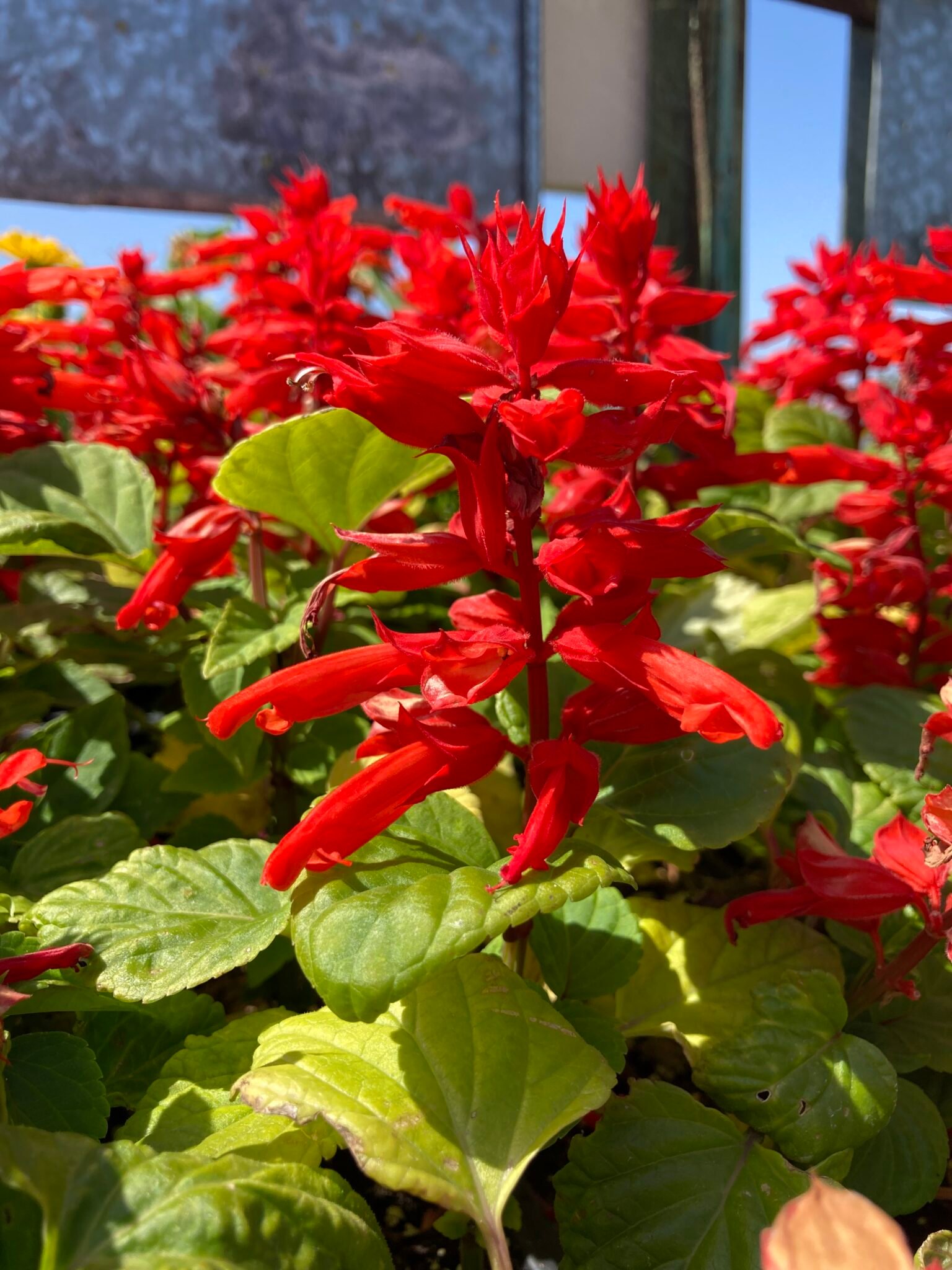 Salvia – Red 5-26-22 | Elegant Gardens Nursery Moorpark, CA.