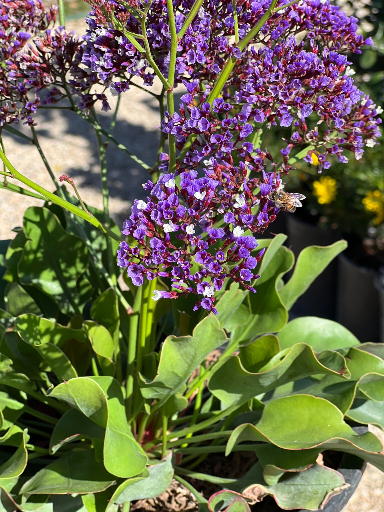 Current Specials | Elegant Gardens Nursery Moorpark, CA.